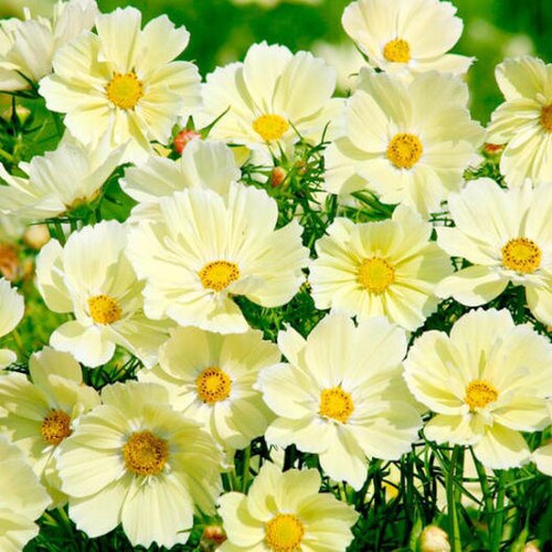 USA SELLER Double Click Bicolor Pink Cosmos 10 Seeds HEIRLOOM | Etsy