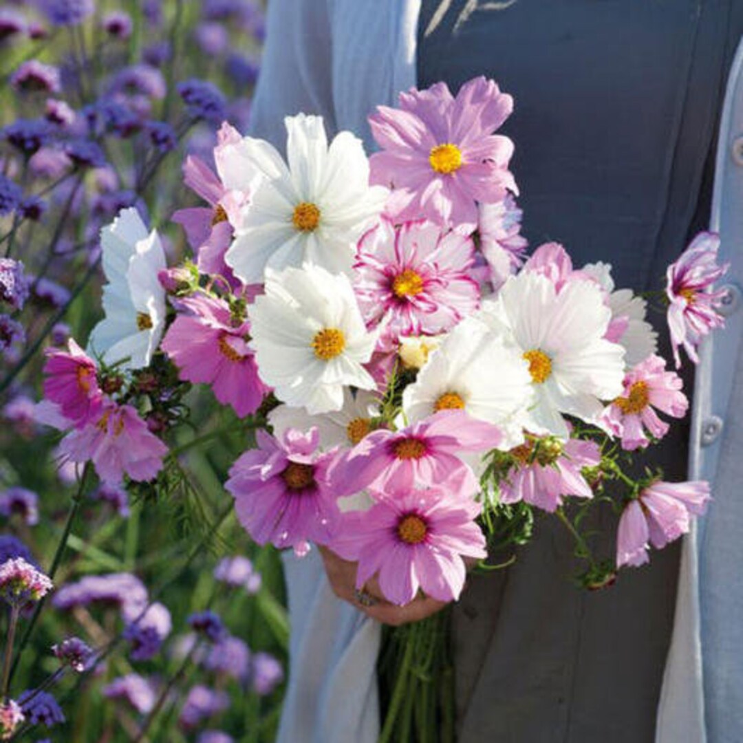 USA SELLER Pastel Mix Cosmos 10 Seeds HEIRLOOM Cosmos Bipinnatus - Etsy