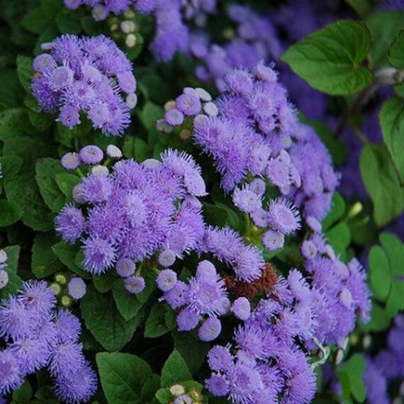 USA SELLER Blue Mink Ageratum 25 Seeds HEIRLOOM | Etsy