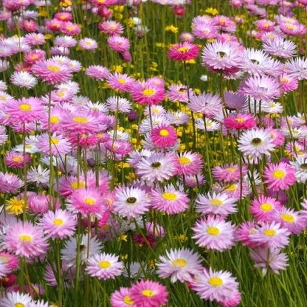 USA SELLER Paper Daisy Mix 100 Seeds HEIRLOOM Xerochrysum Bracteatum - Etsy