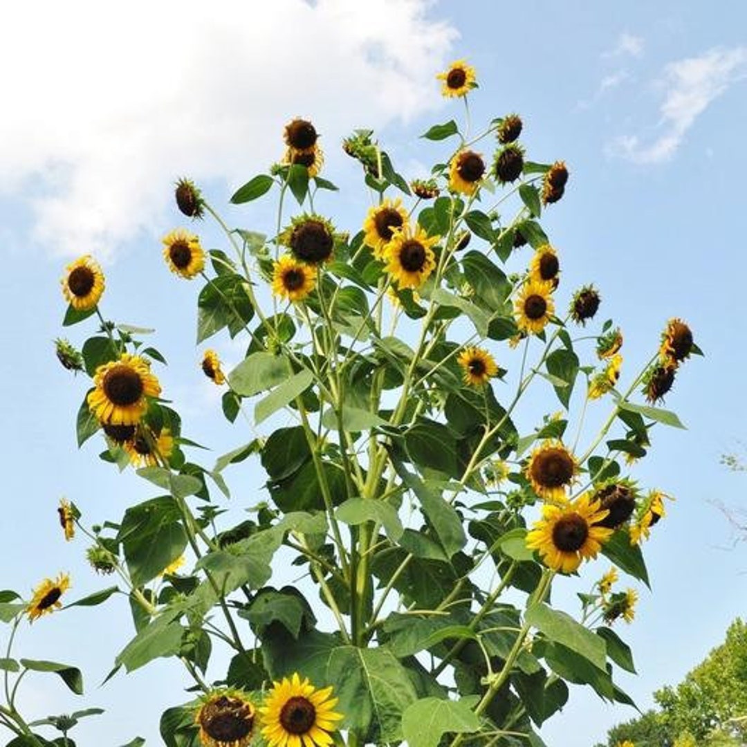 USA SELLER Skyscraper Sunflower 25 Seeds Helianthus - Etsy