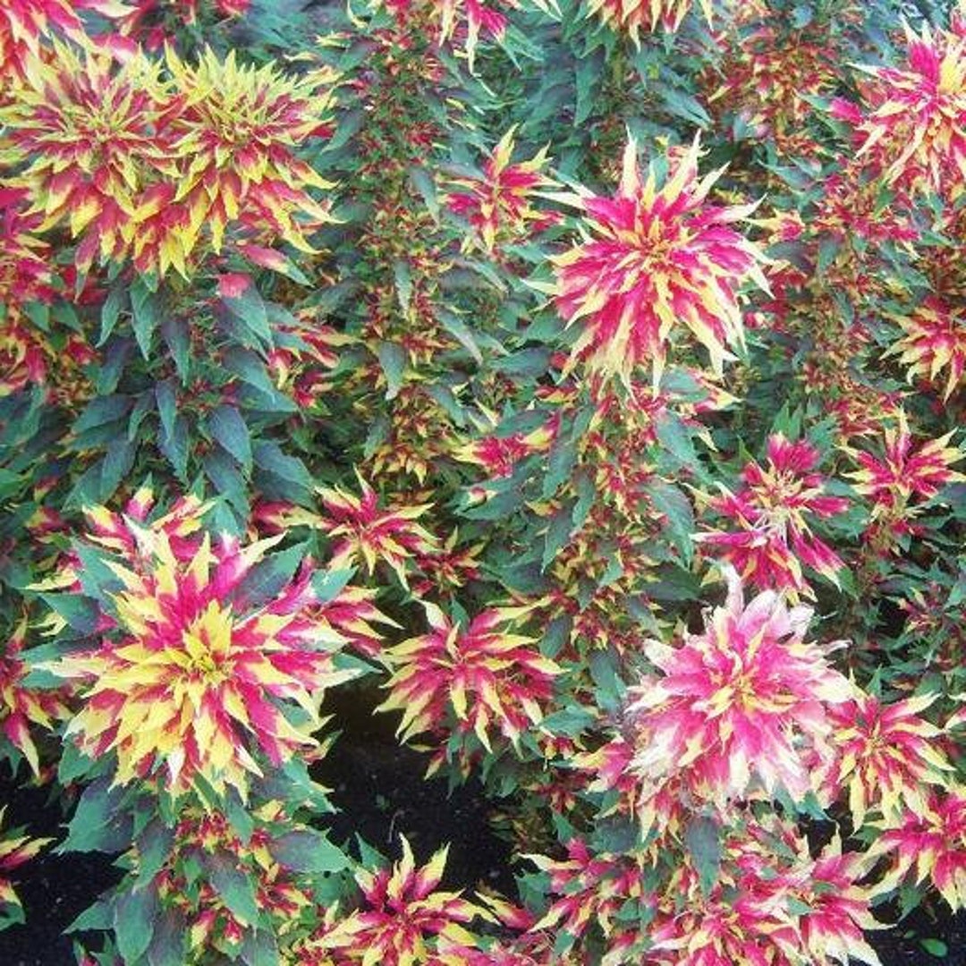 USA SELLER Tricolor Perfecta Amaranthus 25 Seeds HEIRLOOM - Etsy