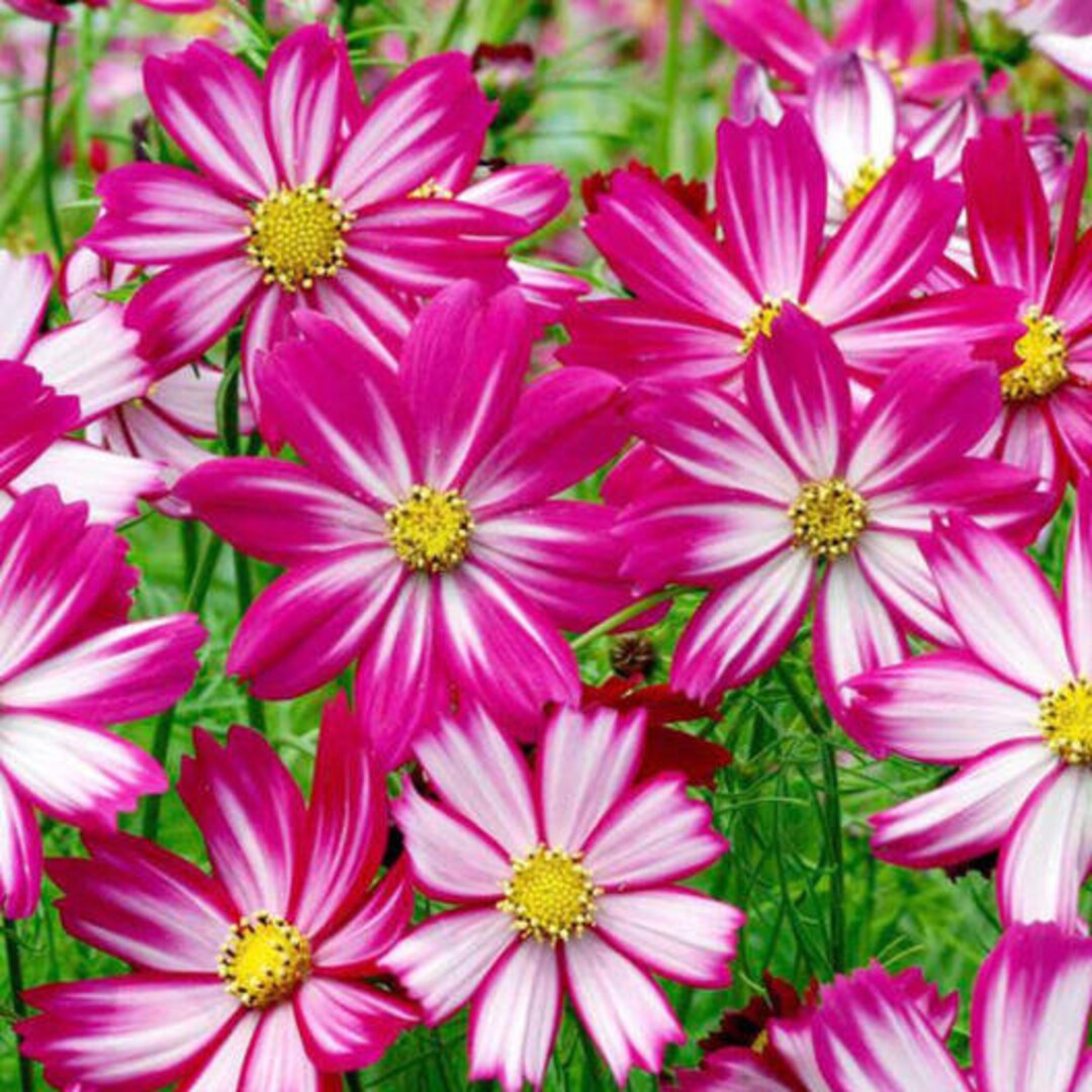 USA SELLER Red Stripe Cosmos 25 Seeds HEIRLOOM Cosmos Bipinnatus - Etsy