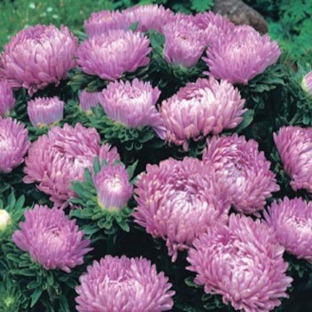 USA SELLER Dwarf Milady Lilac Aster 25 Seeds HEIRLOOM Aster ...