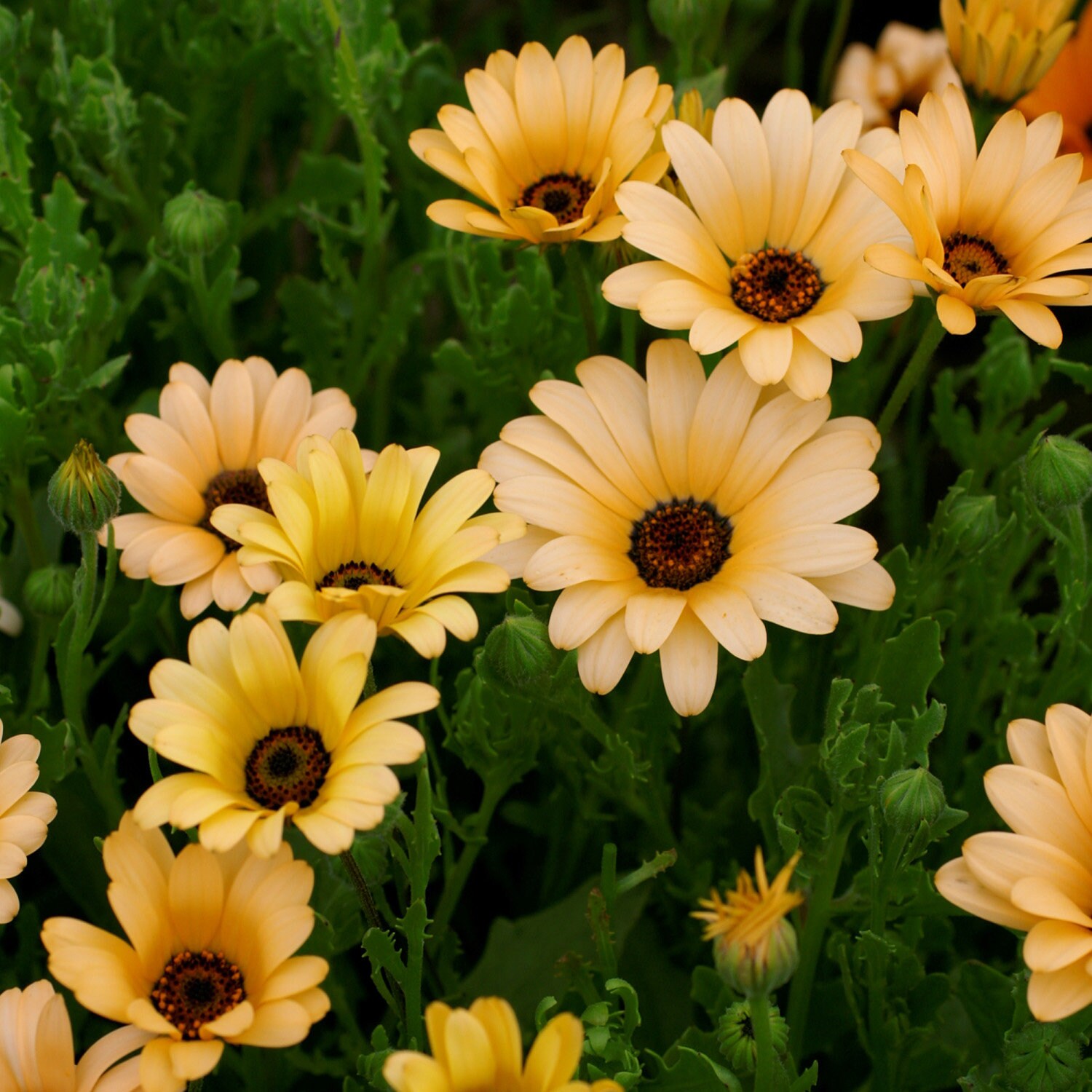 USA SELLER Salmon African Daisy Mix 25 Seeds HEIRLOOM Dimorphotheca ...