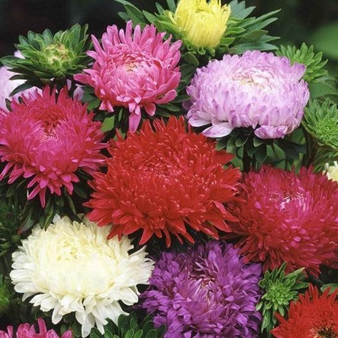 USA SELLER Dwarf Color Carpet Aster Mix 25 Seeds HEIRLOOM Callistephus ...