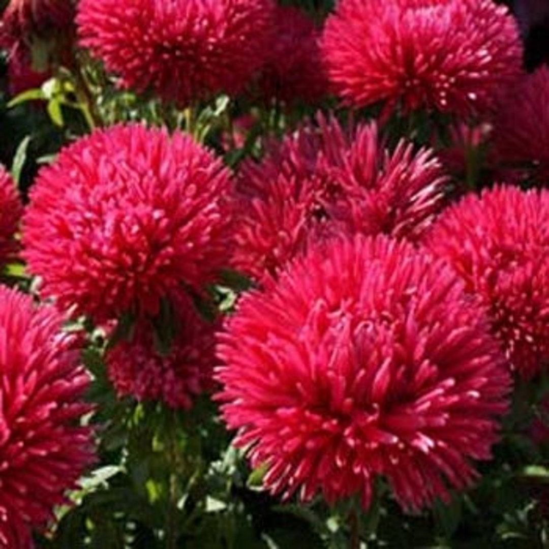 USA SELLER Tall Double Red Aster 25 Seeds HEIRLOOM Callistephus ...