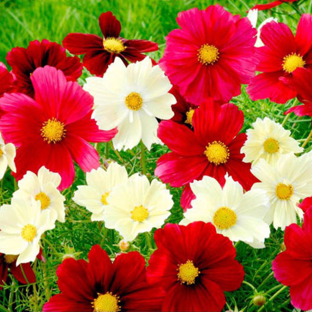 USA SELLER Psyche Mix Cosmos 25 Seeds HEIRLOOM Cosmos Bipinnatus - Etsy