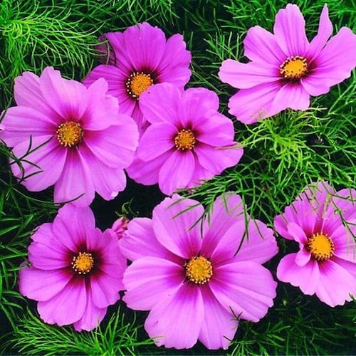 Dwarf Cosmos Mix Seeds - Etsy