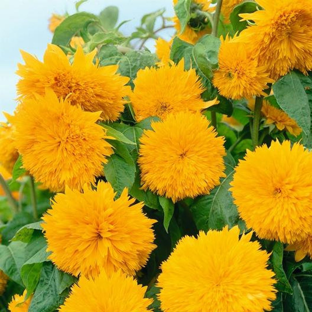 USA SELLER Dwarf Sungold Sunflower 25 Seeds Helianthus - Etsy