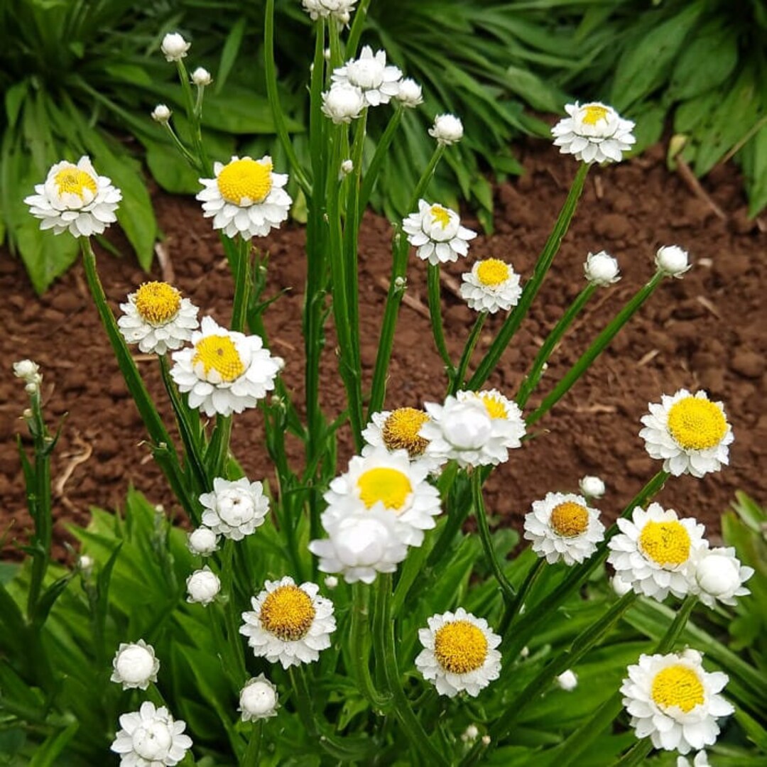 USA SELLER Winged Everlasting 50 Seeds HEIRLOOM Ammobium Alatum - Etsy