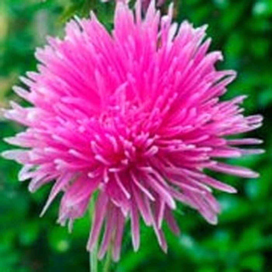 USA SELLER Tall Needle Unicom Rose Aster Seeds 25 Seeds HEIRLOOM Aster ...