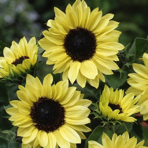 USA SELLER Moulin Rouge Sunflower 25 Seeds Helianthus - Etsy