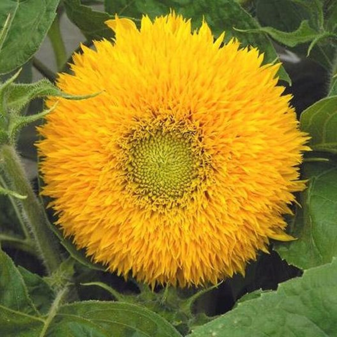 USA SELLER Dwarf Teddy Bear Sunflower 25 Seeds Helianthus - Etsy