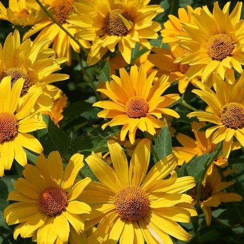 USA SELLER Earthwalker Sunflower 25 Seeds Helianthus - Etsy