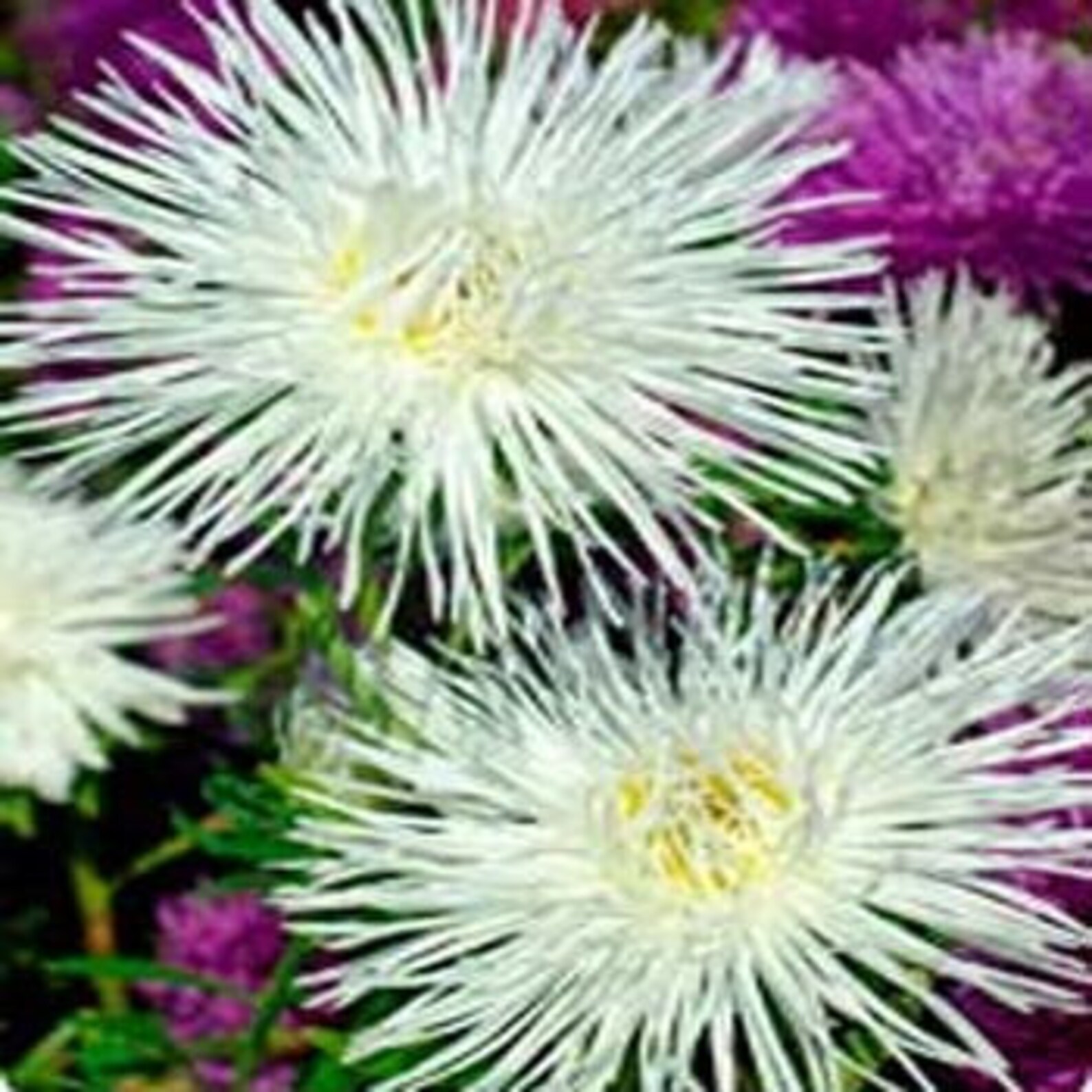 USA SELLER Tall Needle Unicom White Aster Seeds 25 Seeds HEIRLOOM ...