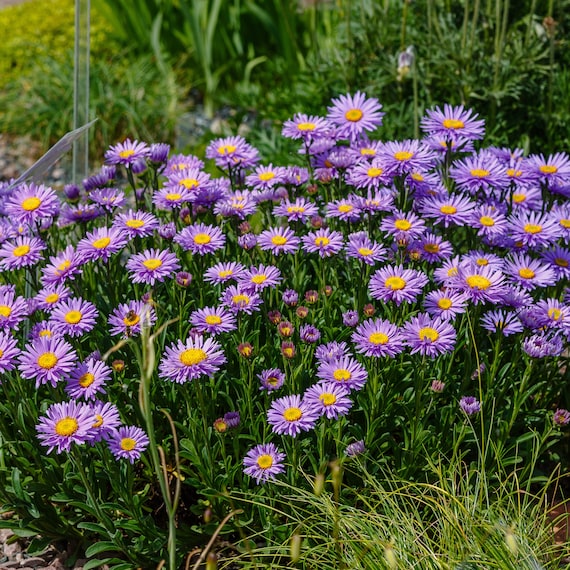 USA SELLER Alpine alpinus Blue Aster 50 Seeds HEIRLOOM - Etsy