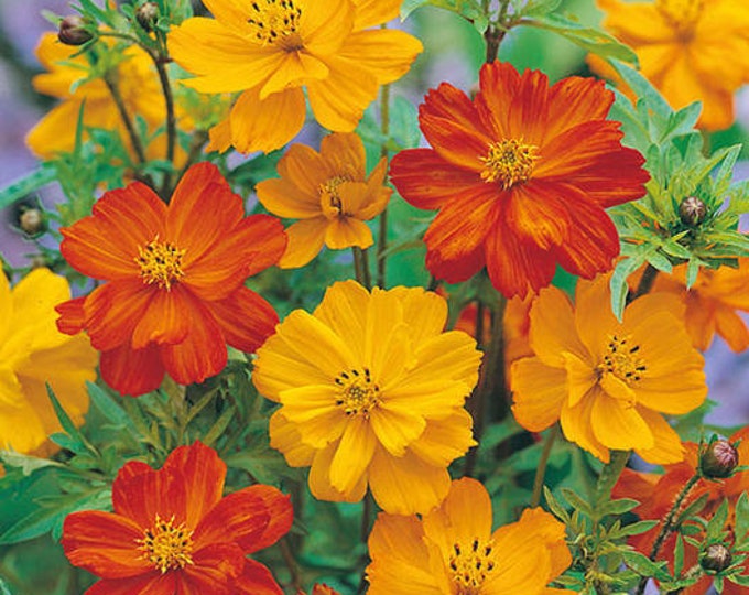 USA SELLER Dwarf Early Sensation Cosmos Mix 25 Seeds HEIRLOOM - Etsy