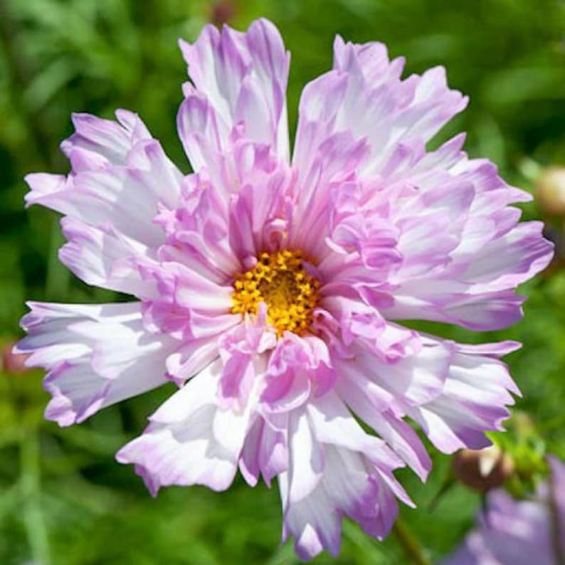USA SELLER Double Click Bicolor Pink Cosmos 10 Seeds HEIRLOOM Cosmos ...
