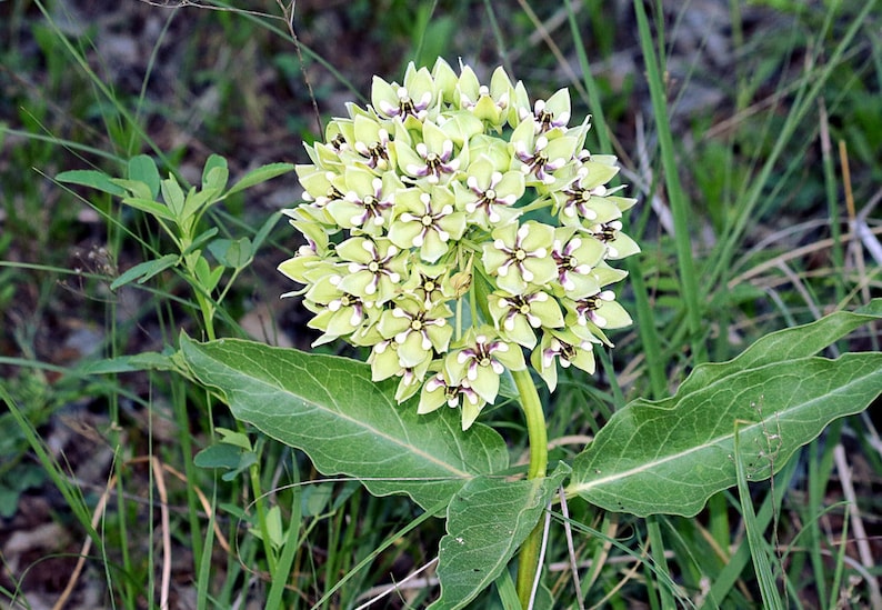 USA SELLER Spider Milkweed 25 Seeds HEIRLOOM - Etsy