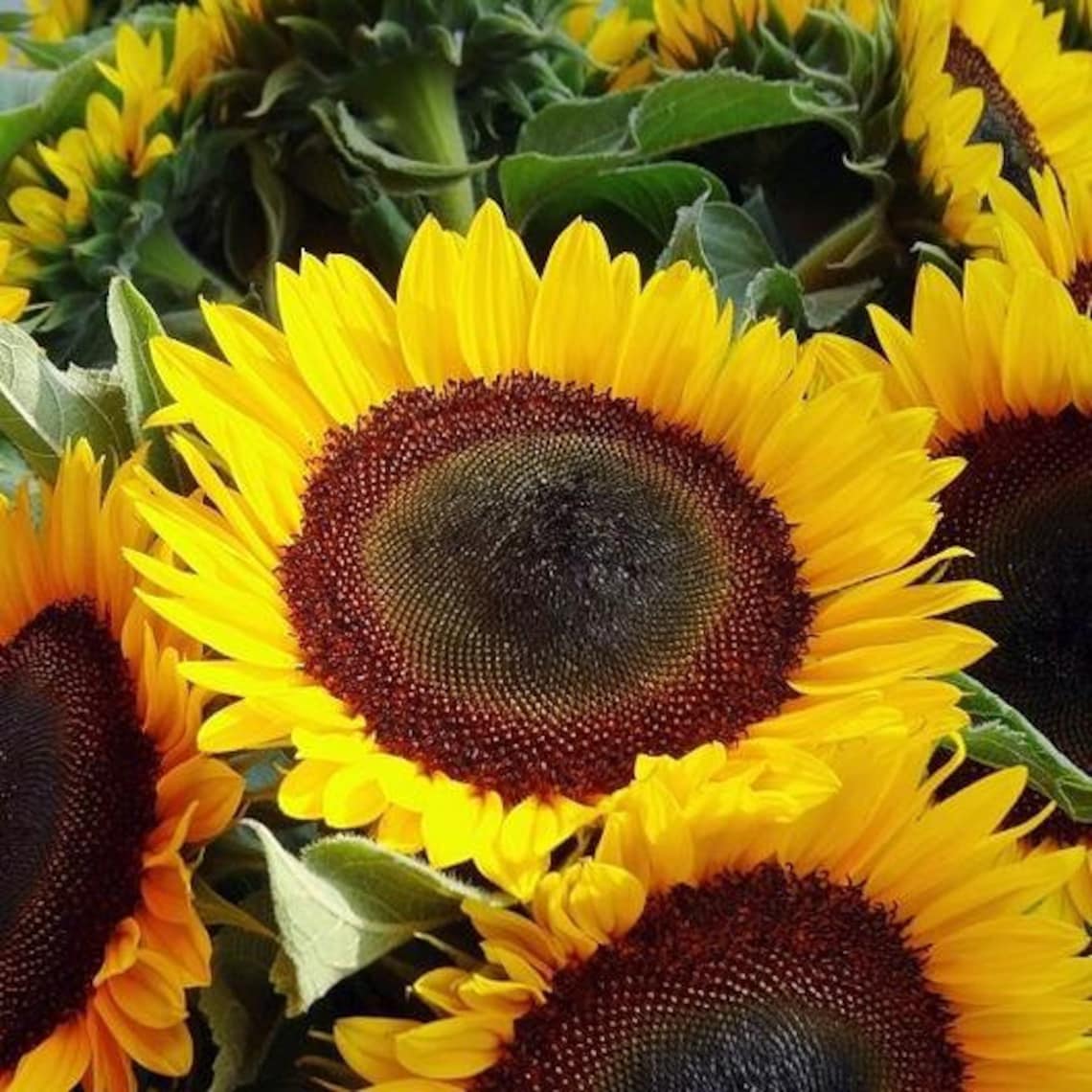 USA SELLER Taiyo Sunflower 25 Seeds Helianthus - Etsy