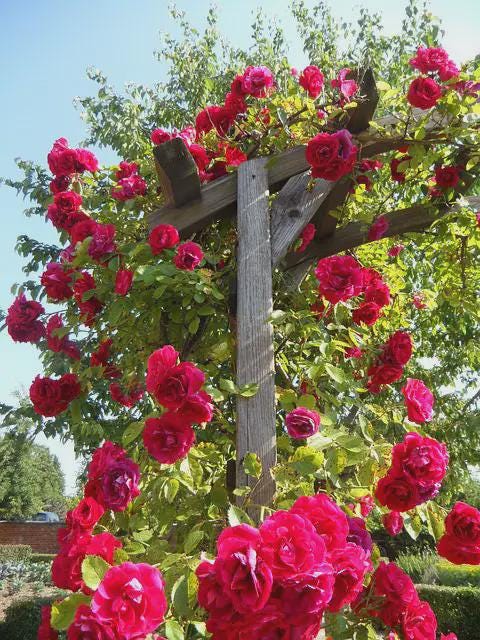 Rosa ‘red Cascade Miniature Climbing Rose Cuttings "3" Super Easy to ...