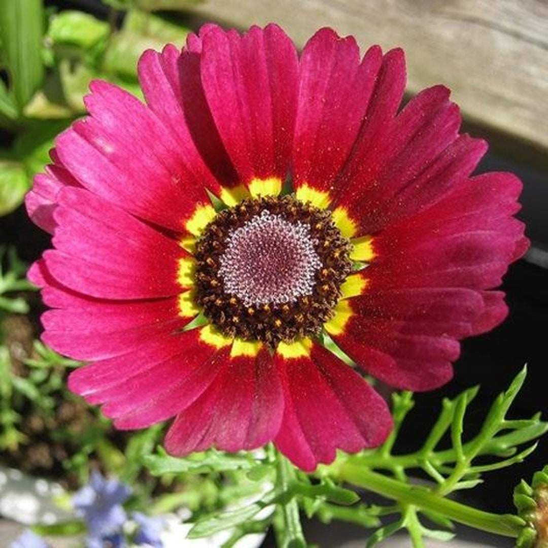 USA SELLER Flame Painted Daisy Mix 50 Seeds HEIRLOOM Tanacetum ...
