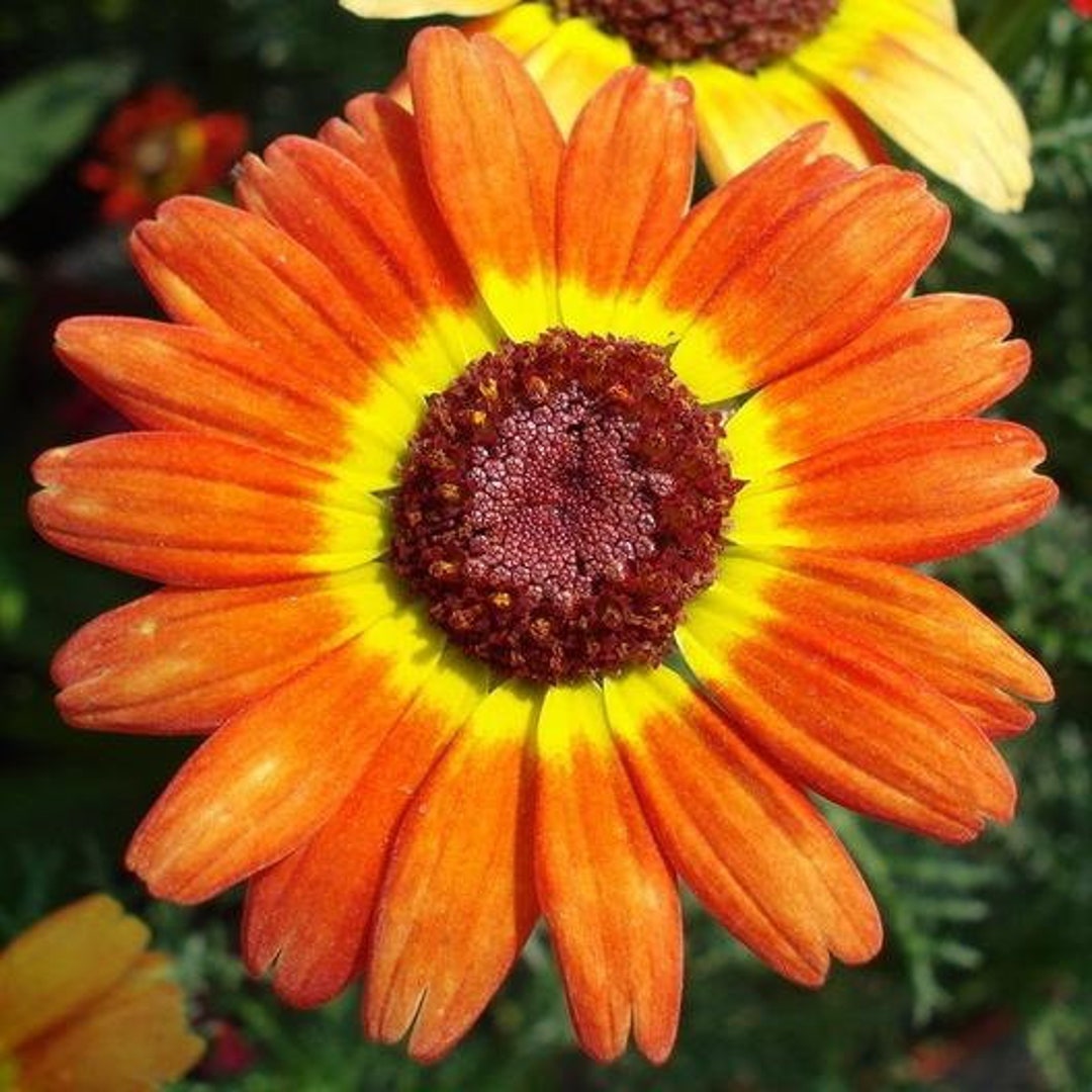 USA SELLER German Flag Daisy 100 Seeds HEIRLOOM Tanacetum Coccineum - Etsy