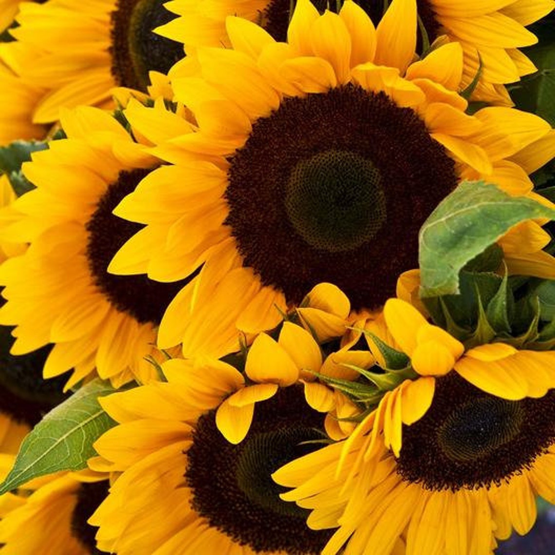 USA SELLER Mammoth Grey-stripe Sunflower 25 Seeds Helianthus - Etsy