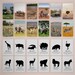 AFRICAN ANIMALS Who Am I Nomenclature Cards Riddles - Etsy