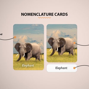 AFRICAN ANIMALS Who Am I Nomenclature Cards Riddles - Etsy