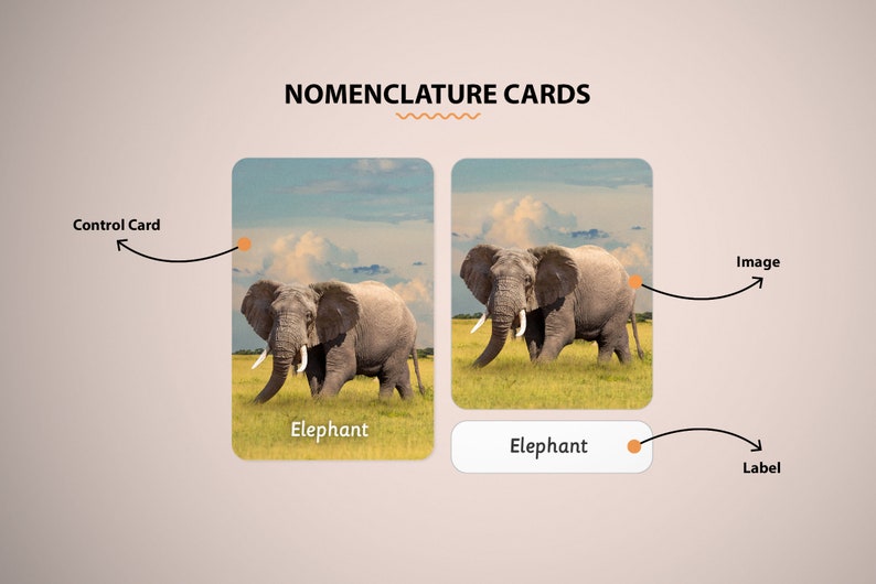 AFRICAN ANIMALS Who Am I Nomenclature Cards Riddles - Etsy