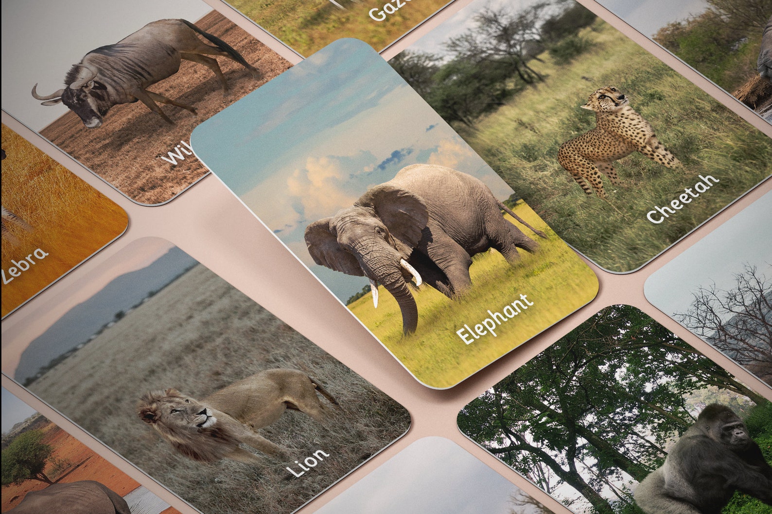 AFRICAN ANIMALS Who Am I Nomenclature Cards Riddles - Etsy