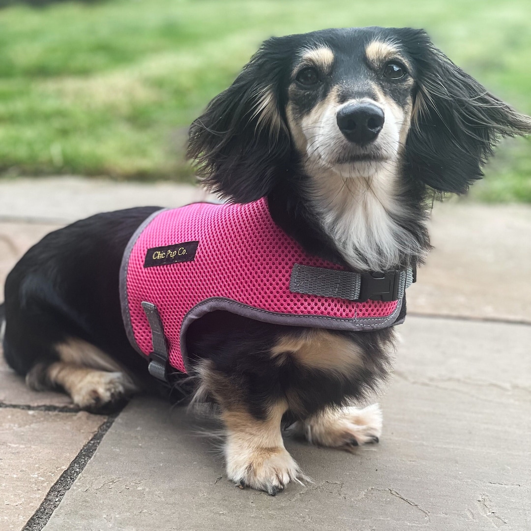 Dachshund Harness: No-rub Mesh, Custom Fit - Etsy