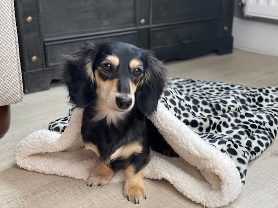 Luxury Cosy Sack Snuggle Sack Dachshund Snuggle Sack Dog - Etsy