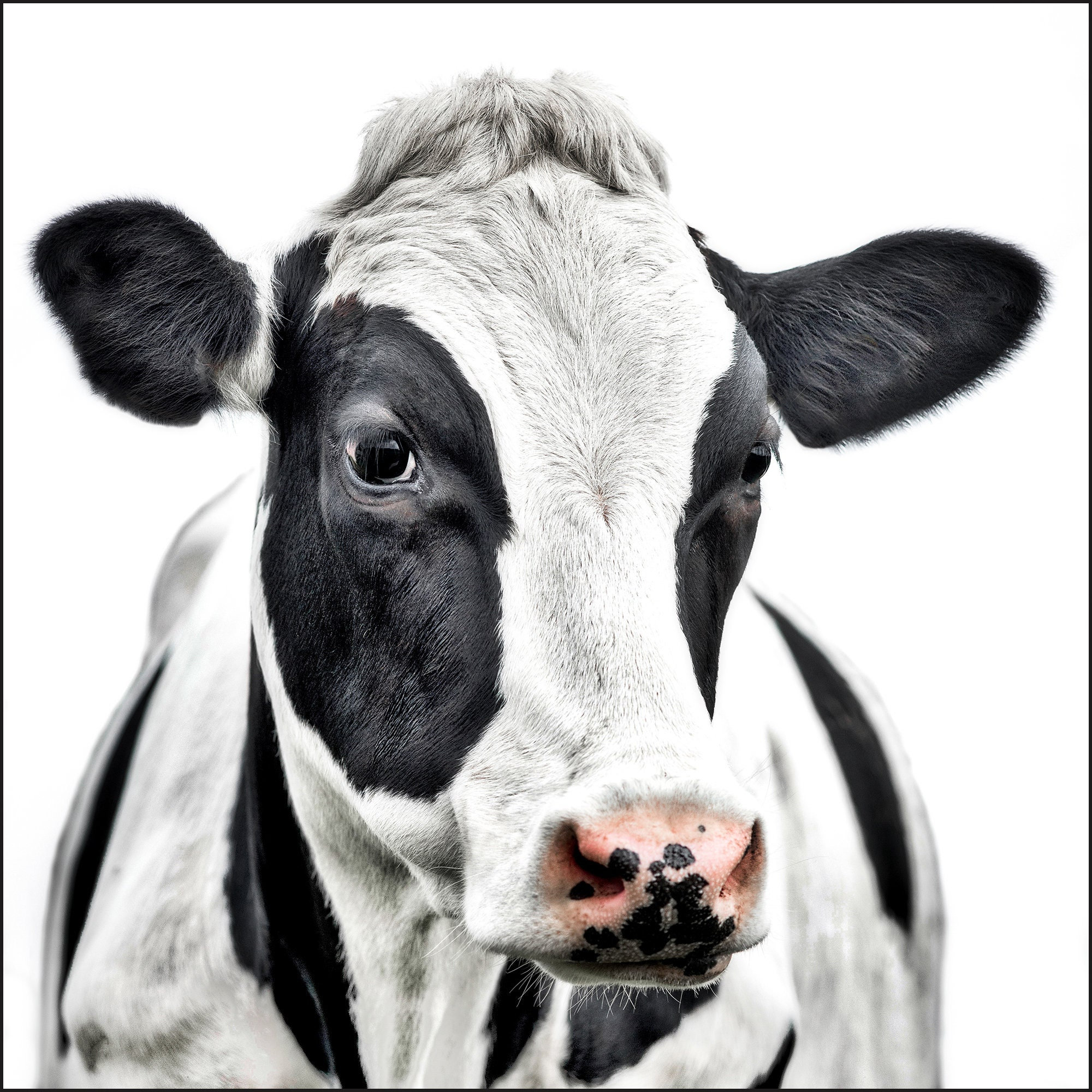 Headshot of Friesian Cow - Etsy