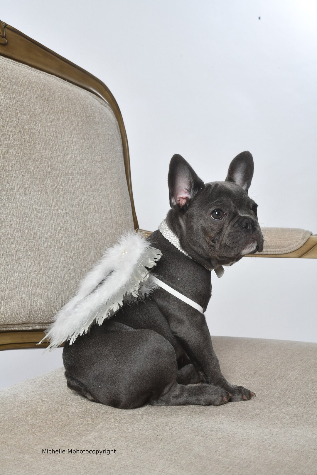 Christmas Angel Wings for Dogs White and Silver White and Gold Dog ...