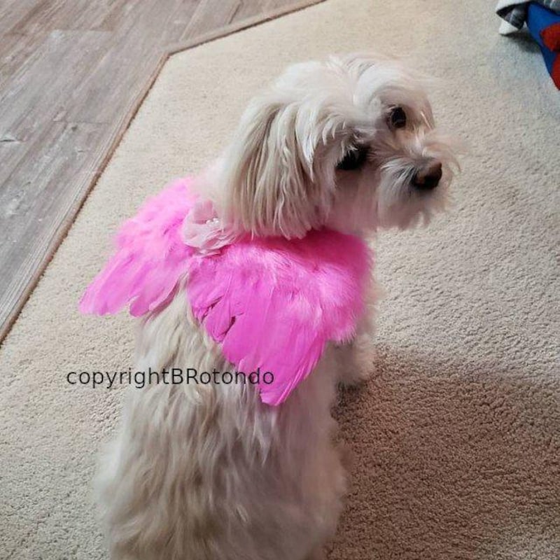 Angel Wing Dog Harness - Etsy