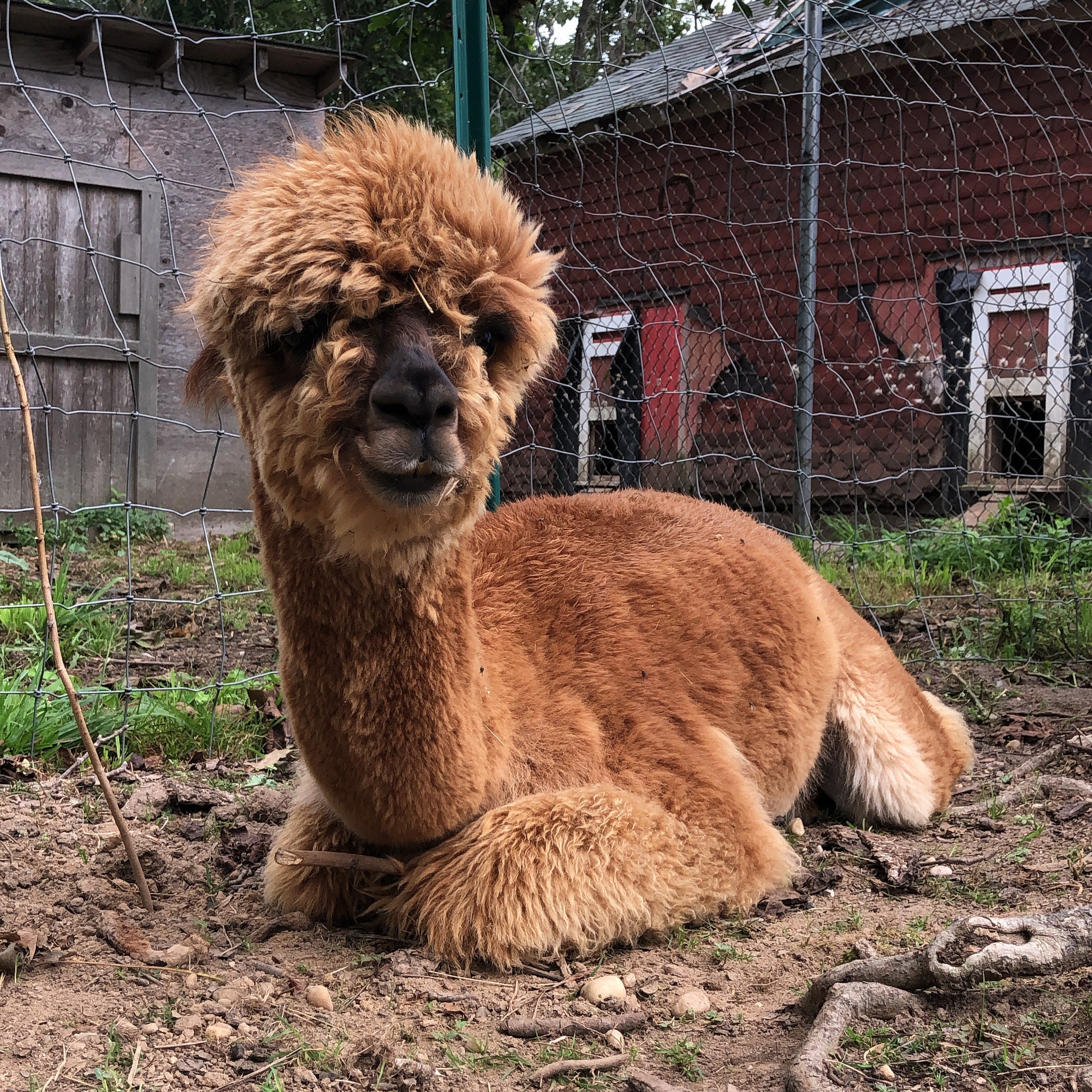 Alpaca Sticker, Illustrated Sticker, Illustrated Alpaca Sticker ...