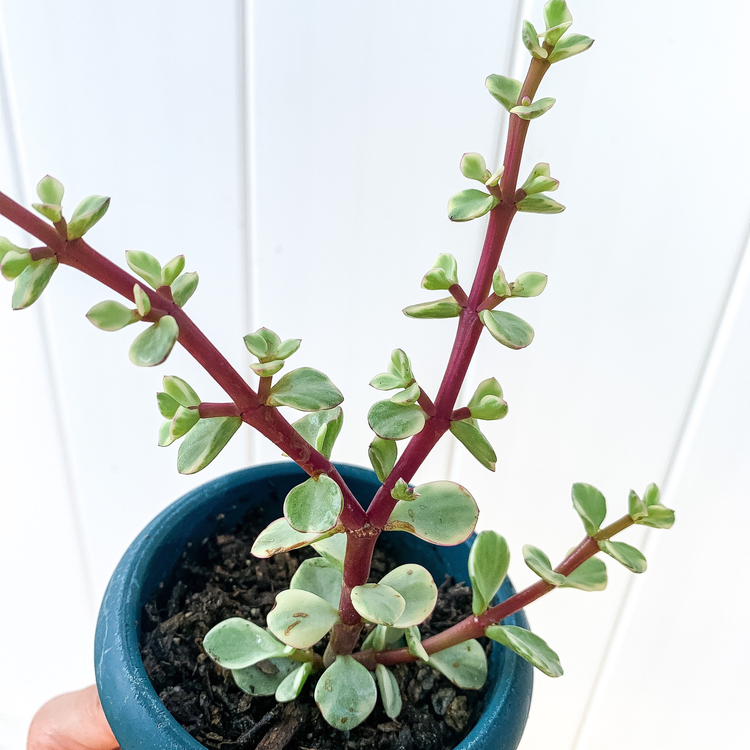 Variegated Rainbow Elephant Bush Portulacaria Afra Variegata | Etsy