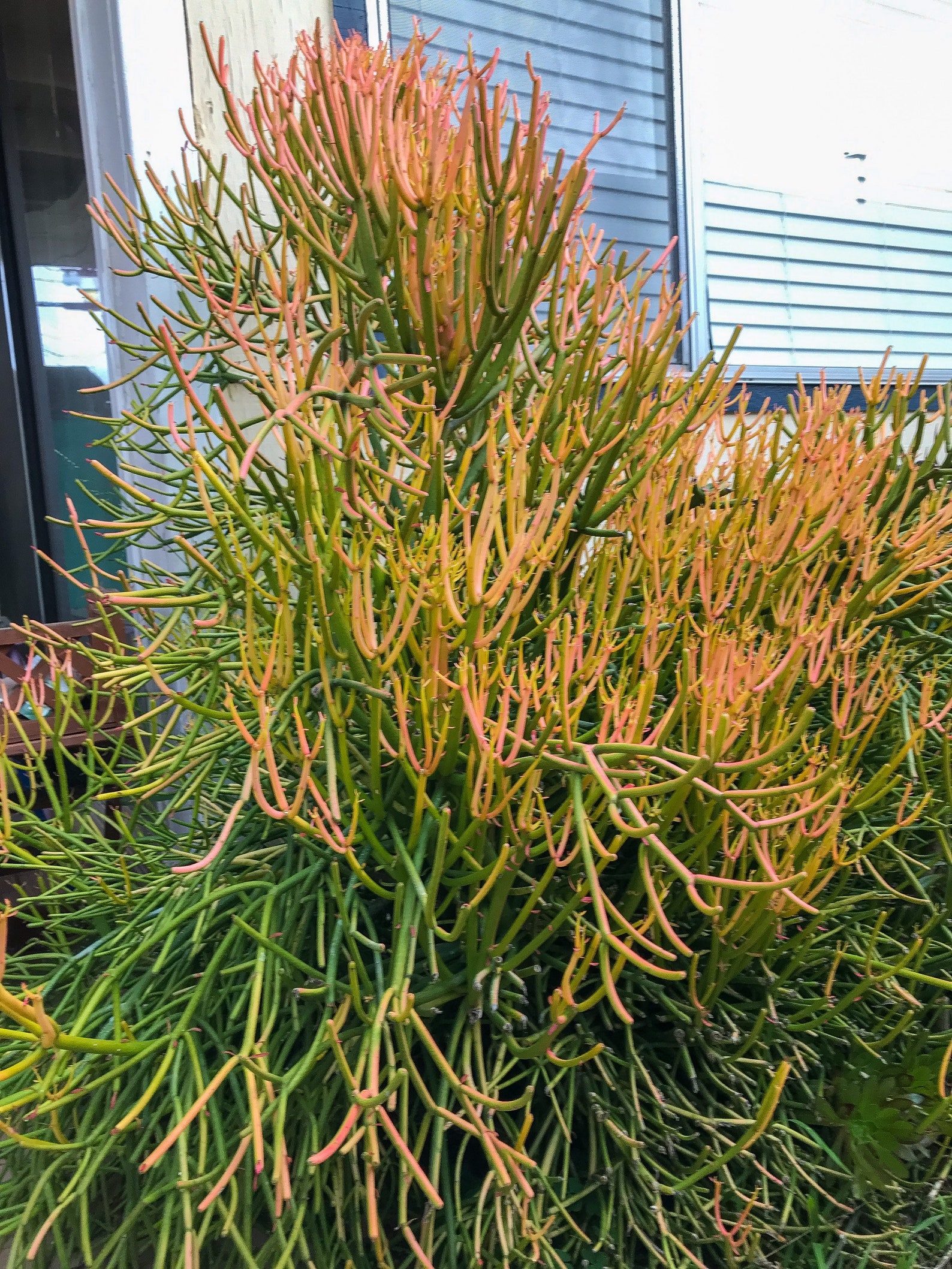 Firestick Cactus Euphorbia Tirucalli Sticks on Fire Succulent - Etsy ...