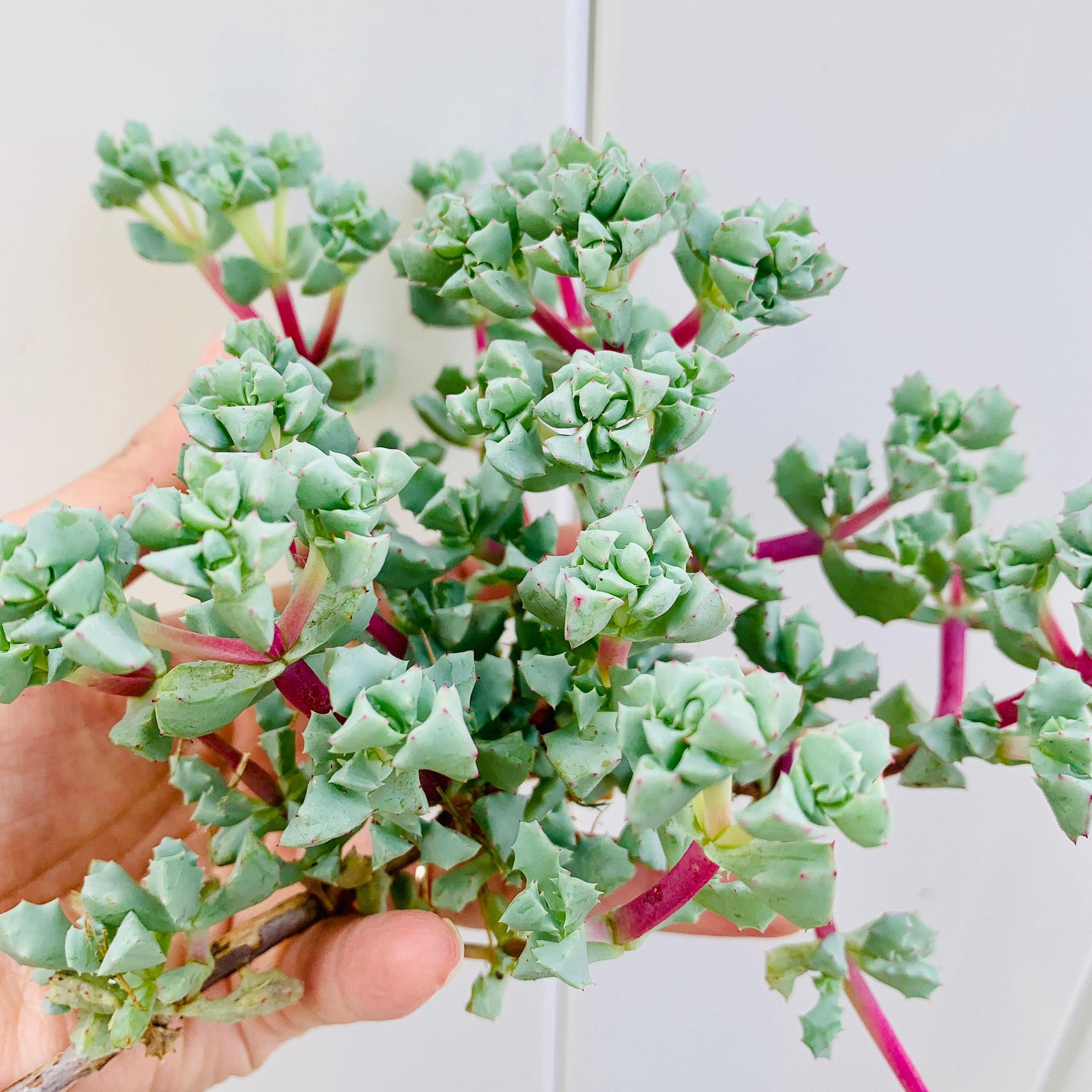 Large Pink Ice Plant Succulent Cutting Sandstone Vygie | Etsy