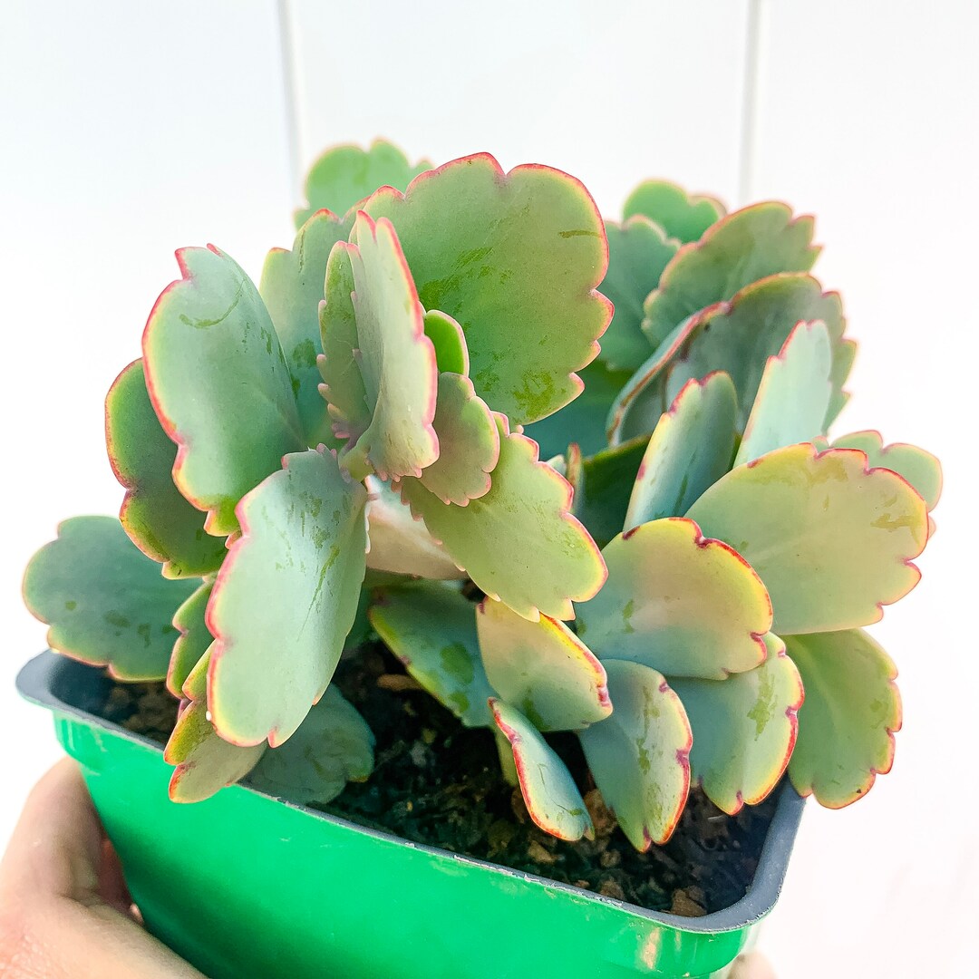 FOUR Kalanchoe Fedtschenkoi Lavender Scallop Succulent Cuttings 4" - 6 ...