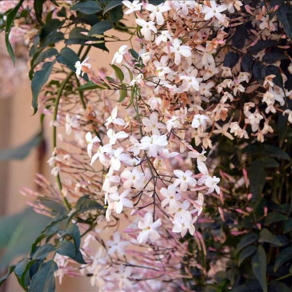 Jasmine Plant - Etsy