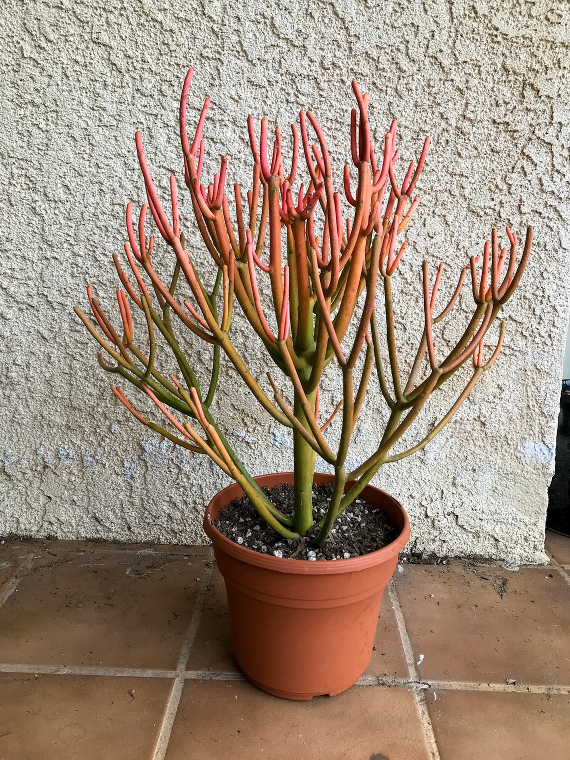 Firestick Cactus Euphorbia Tirucalli Sticks on Fire Succulent - Etsy