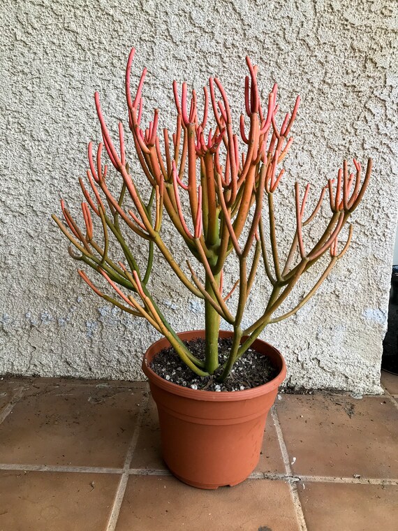 Firestick Cactus Euphorbia Tirucalli Sticks on Fire Succulent | Etsy