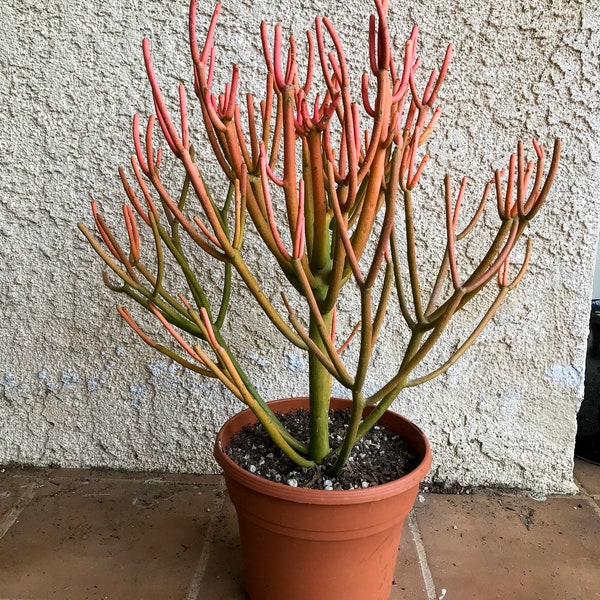 Fire Sticks Succulent - Etsy