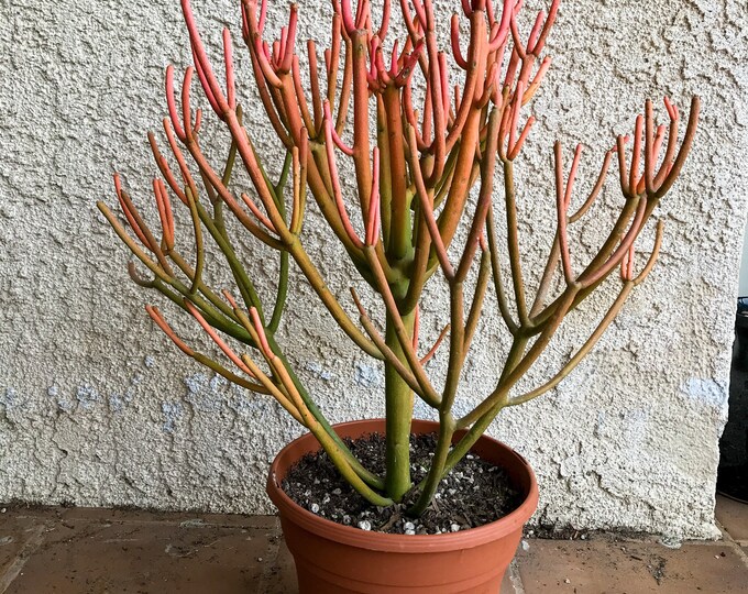 Firestick Cactus Euphorbia Tirucalli Sticks on Fire Succulent Cuttings ...