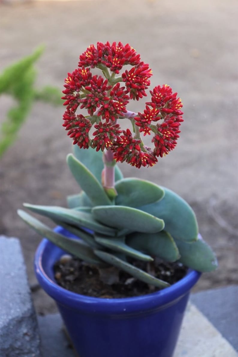 Crassula Falcata Propeller Airplane Plant Rare Succulent - Etsy
