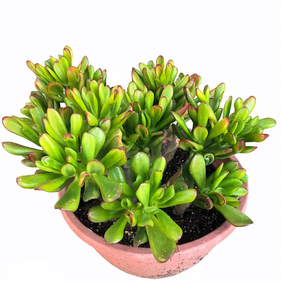 Large 4 Tall Crassula Ovata Hobbit Jade Shrek Ears Live - Etsy